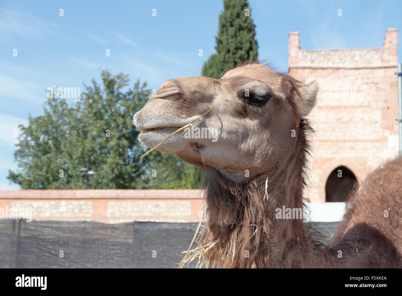 outdoor cute camel during the celebration of a medieval festival Stock ...