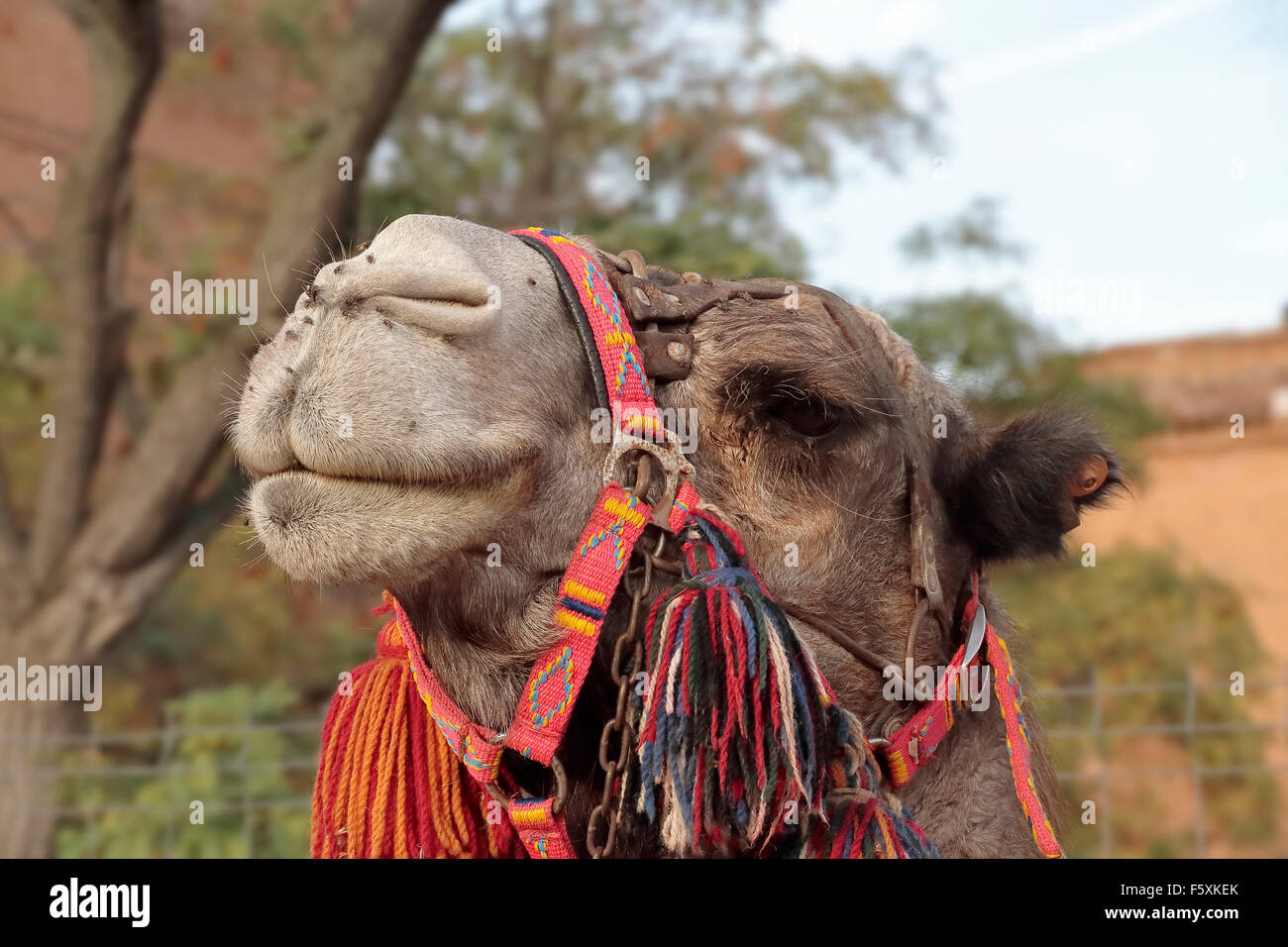 outdoor cute camel during the celebration of a medieval festival Stock ...