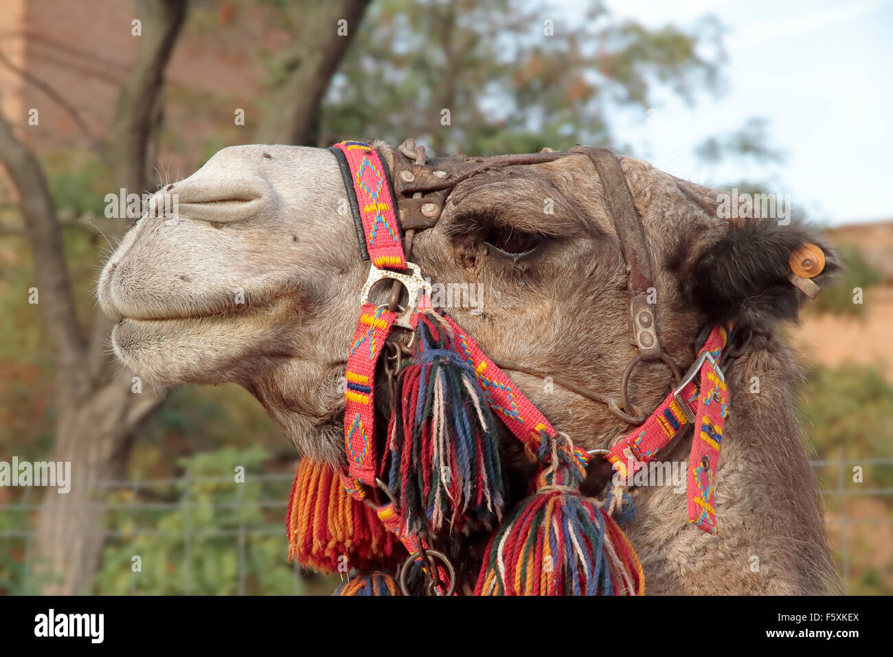 outdoor cute camel during the celebration of a medieval festival Stock ...