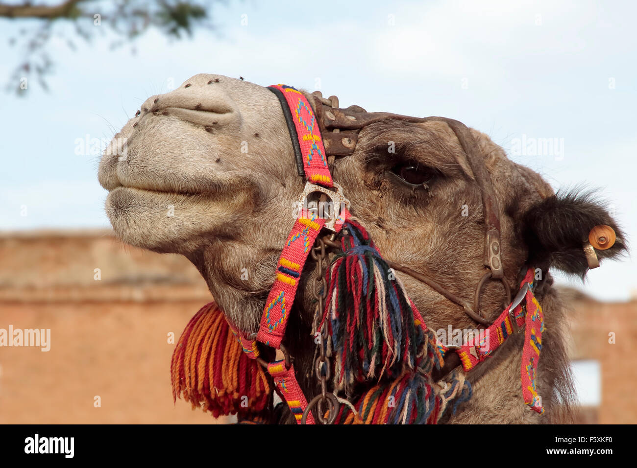 outdoor cute camel during the celebration of a medieval festival Stock ...