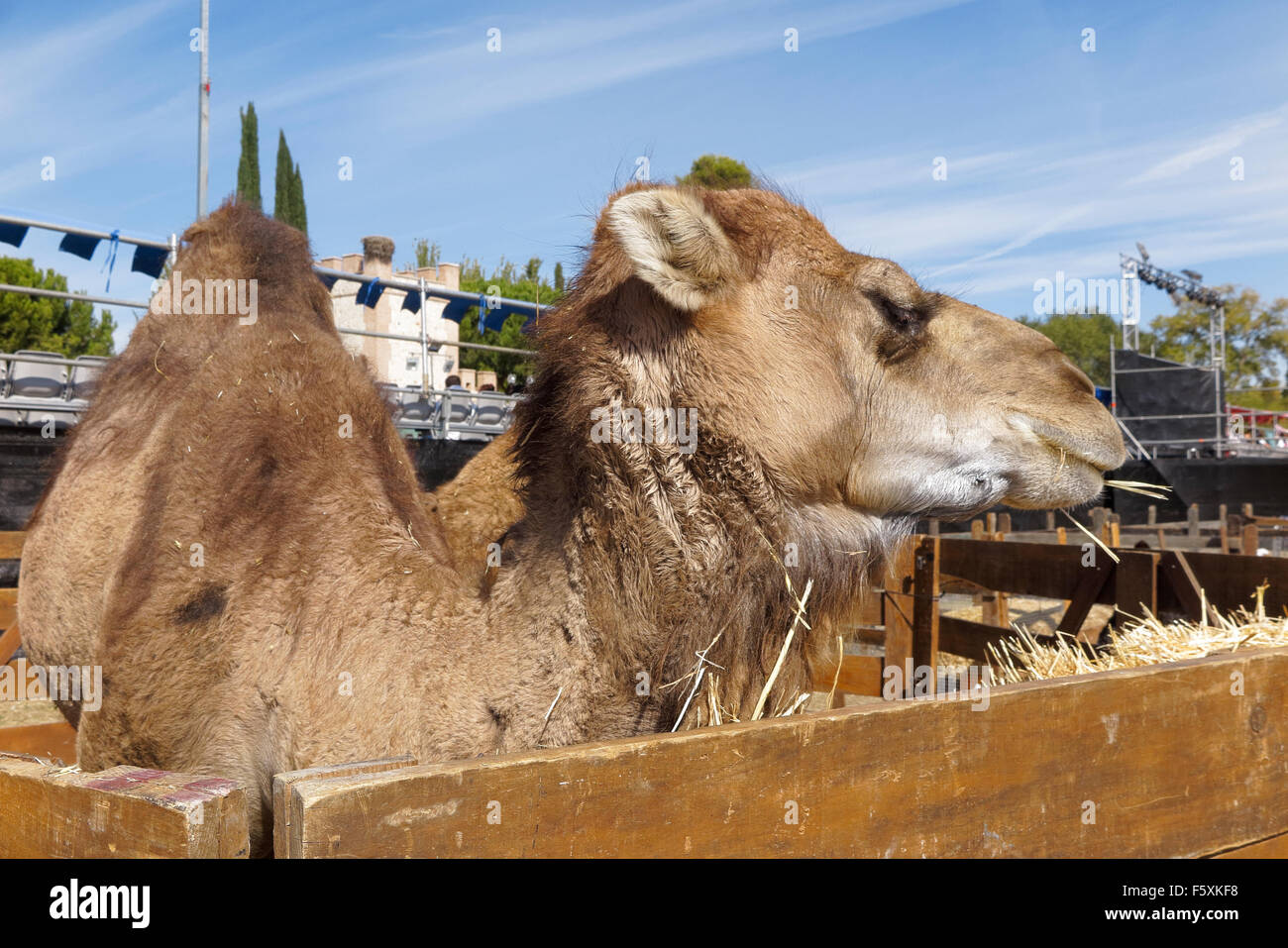 outdoor cute camel during the celebration of a medieval festival Stock ...