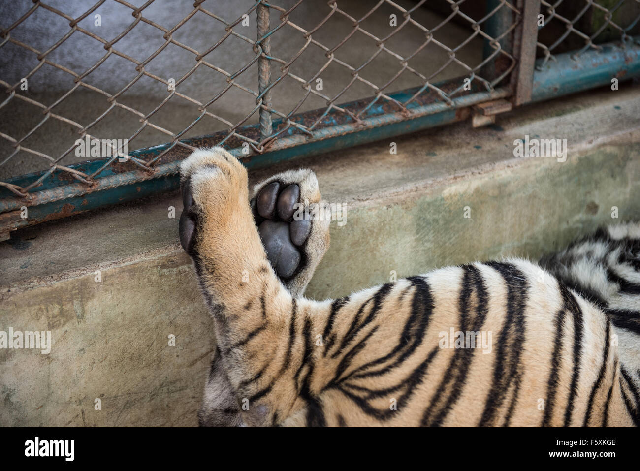 A Tiger playing in its cage in the famous Tiger Kingdom of Chiang Mai ...