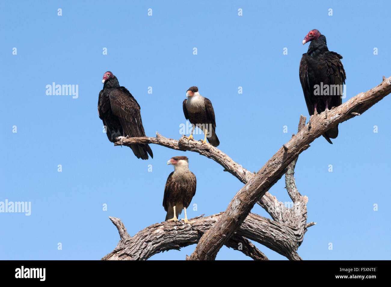 Keep Calm And Follow The Buzzards