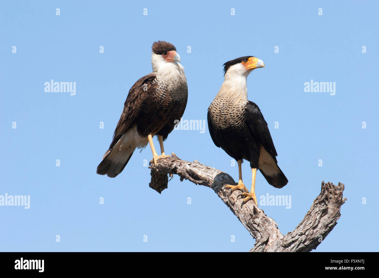 Rio 2 birds hi-res stock photography and images - Alamy