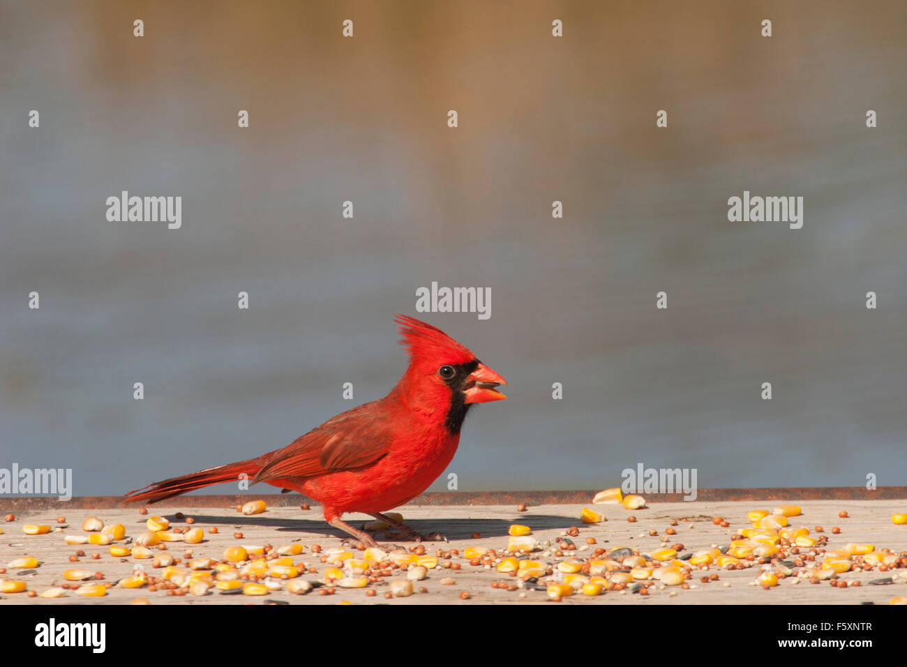 Northern cardinal (Cardinalis cardinalis) eating seed on a bird feeder ...