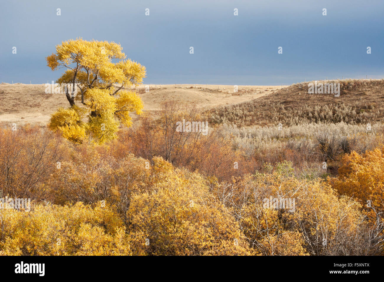 Tall grasslands and riverine forests hi-res stock photography and ...