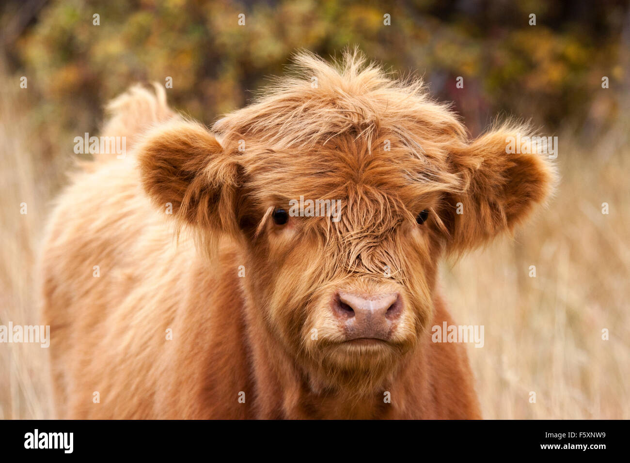 Highland cow face close up hi-res stock photography and images - Alamy