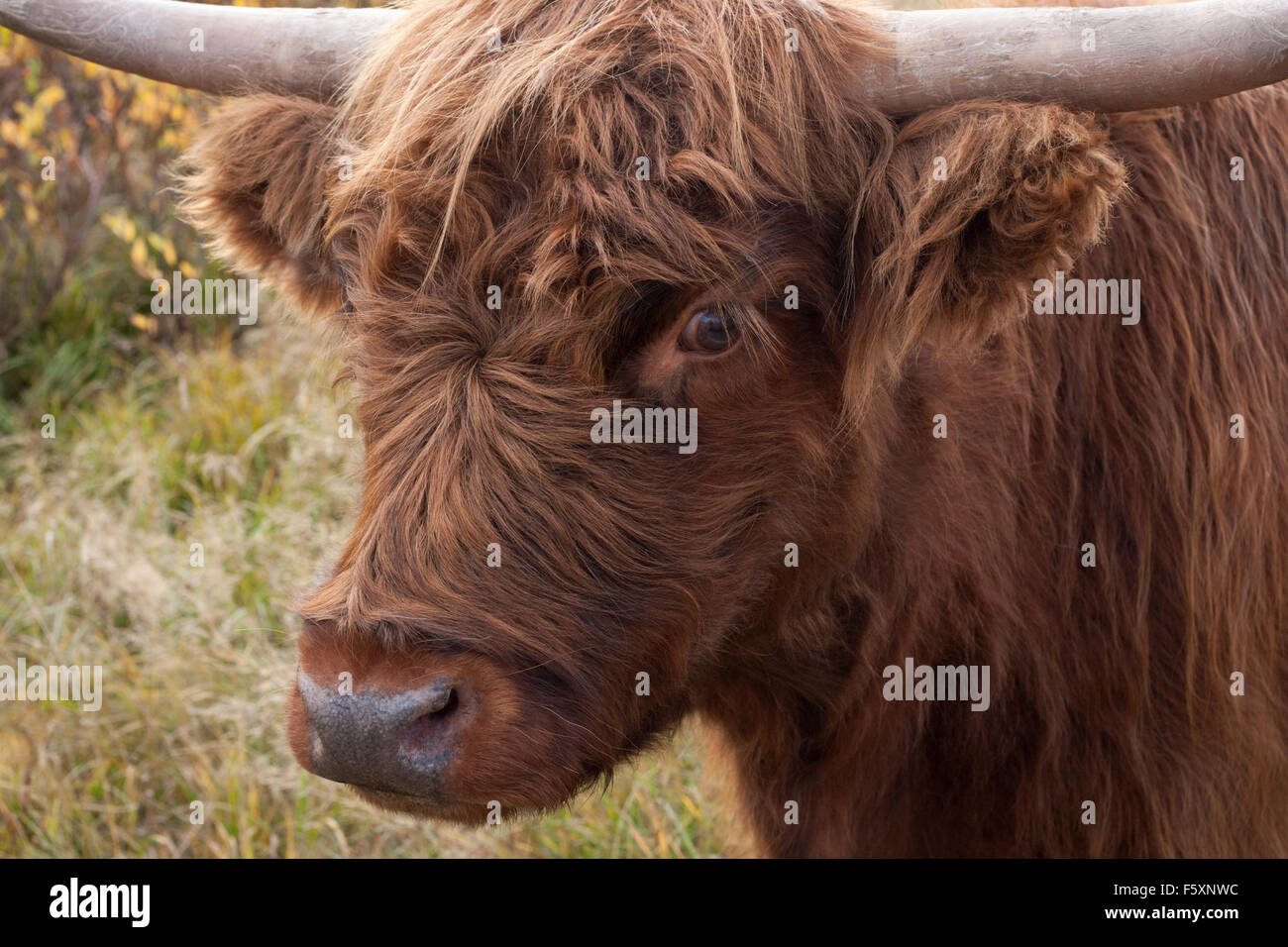 Farm cows faces in close hi-res stock photography and images - Alamy