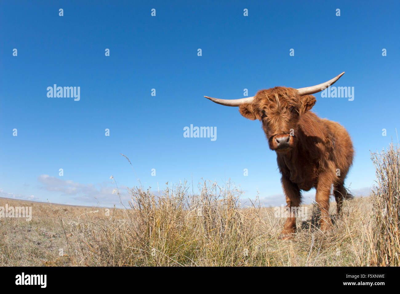 Highland cow in grassland with blue sky Stock Photo - Alamy