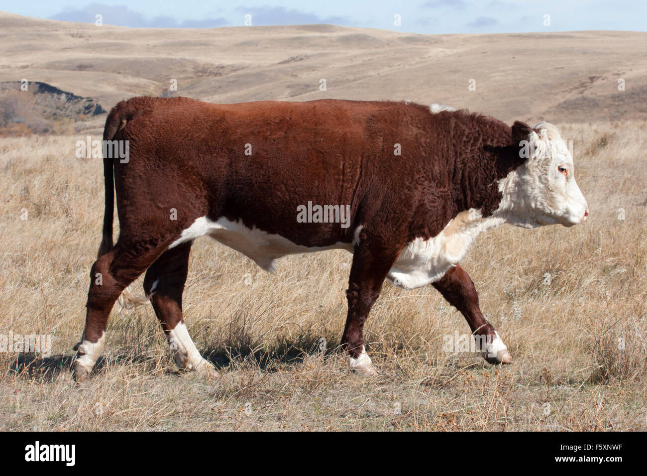 Grasslands canada prairies ranch hi-res stock photography and images ...