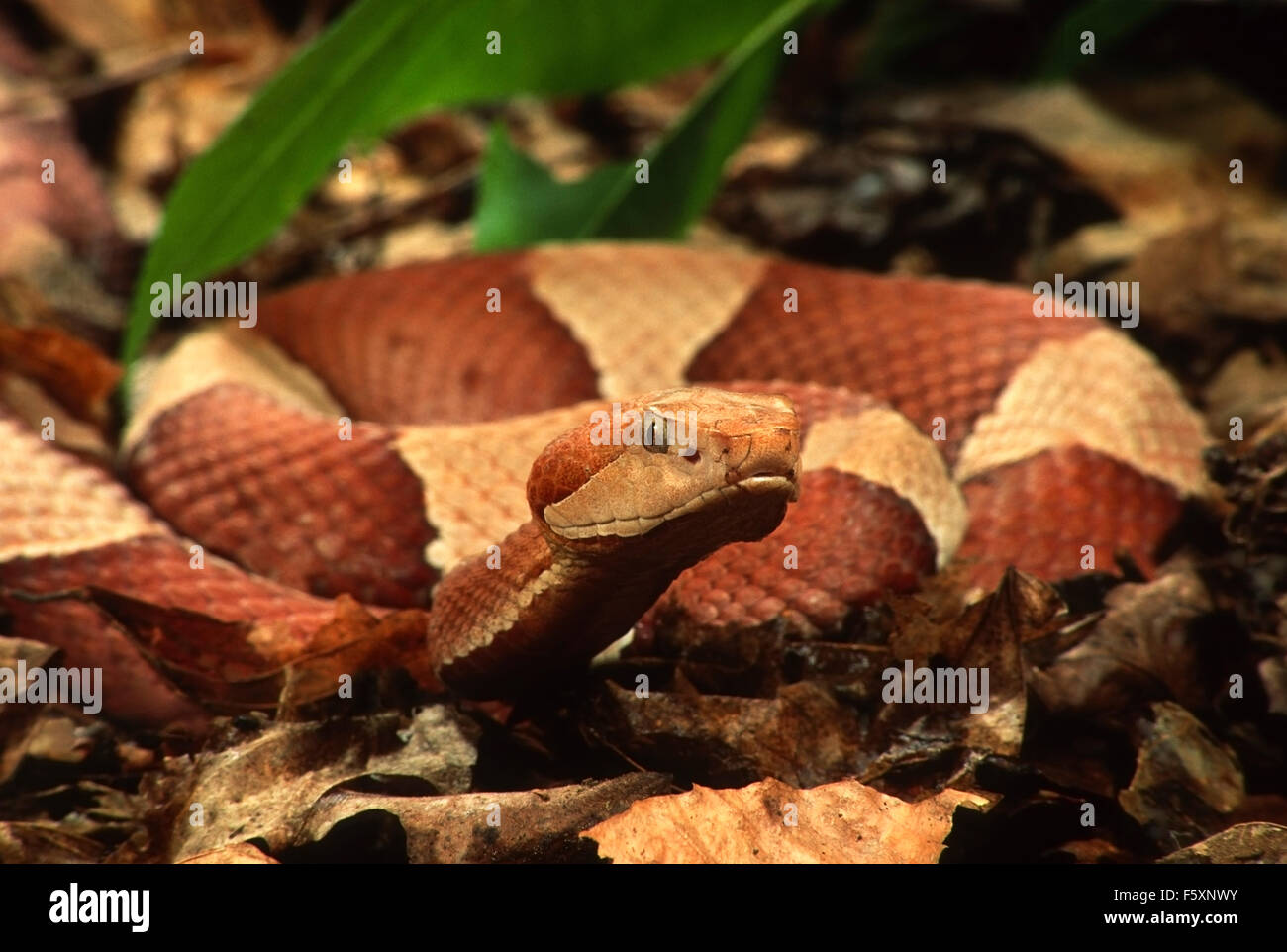 Copperhead