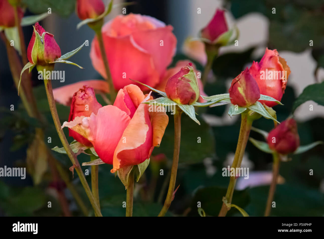 Country Roses, Red Roses, Rose Gardens, Autumn Roses, Spring Roses ...