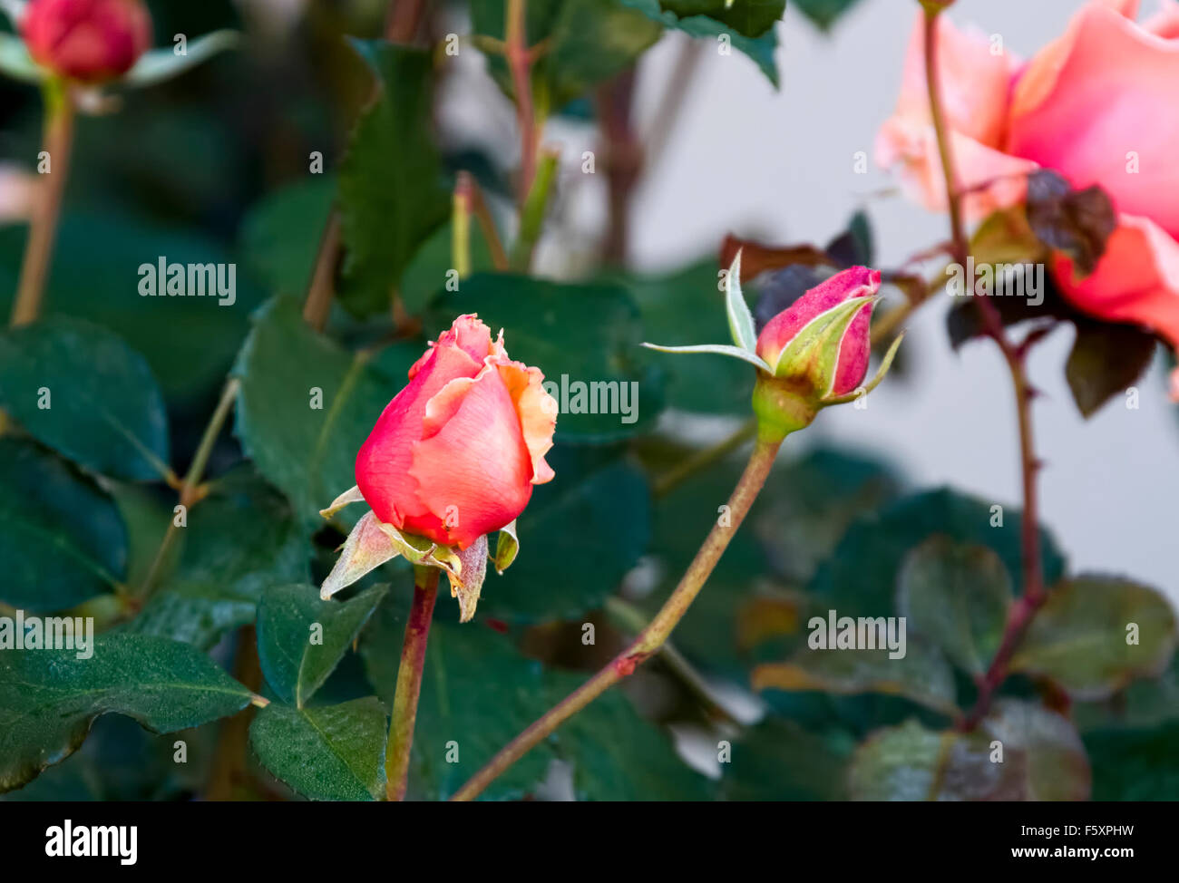 Country roses hi-res stock photography and images - Alamy