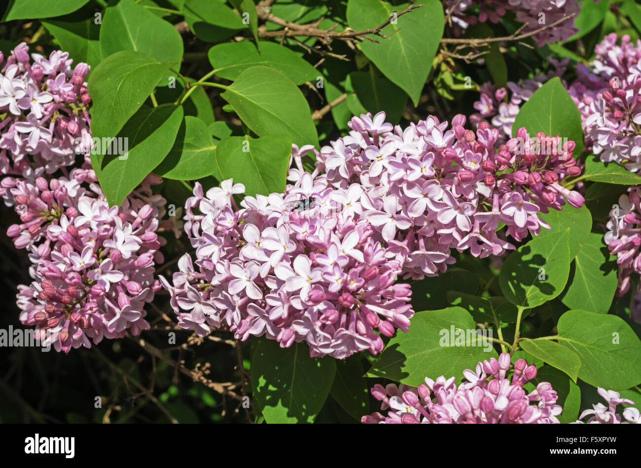 Lilac blue flowers fade as they hi-res stock photography and images - Alamy
