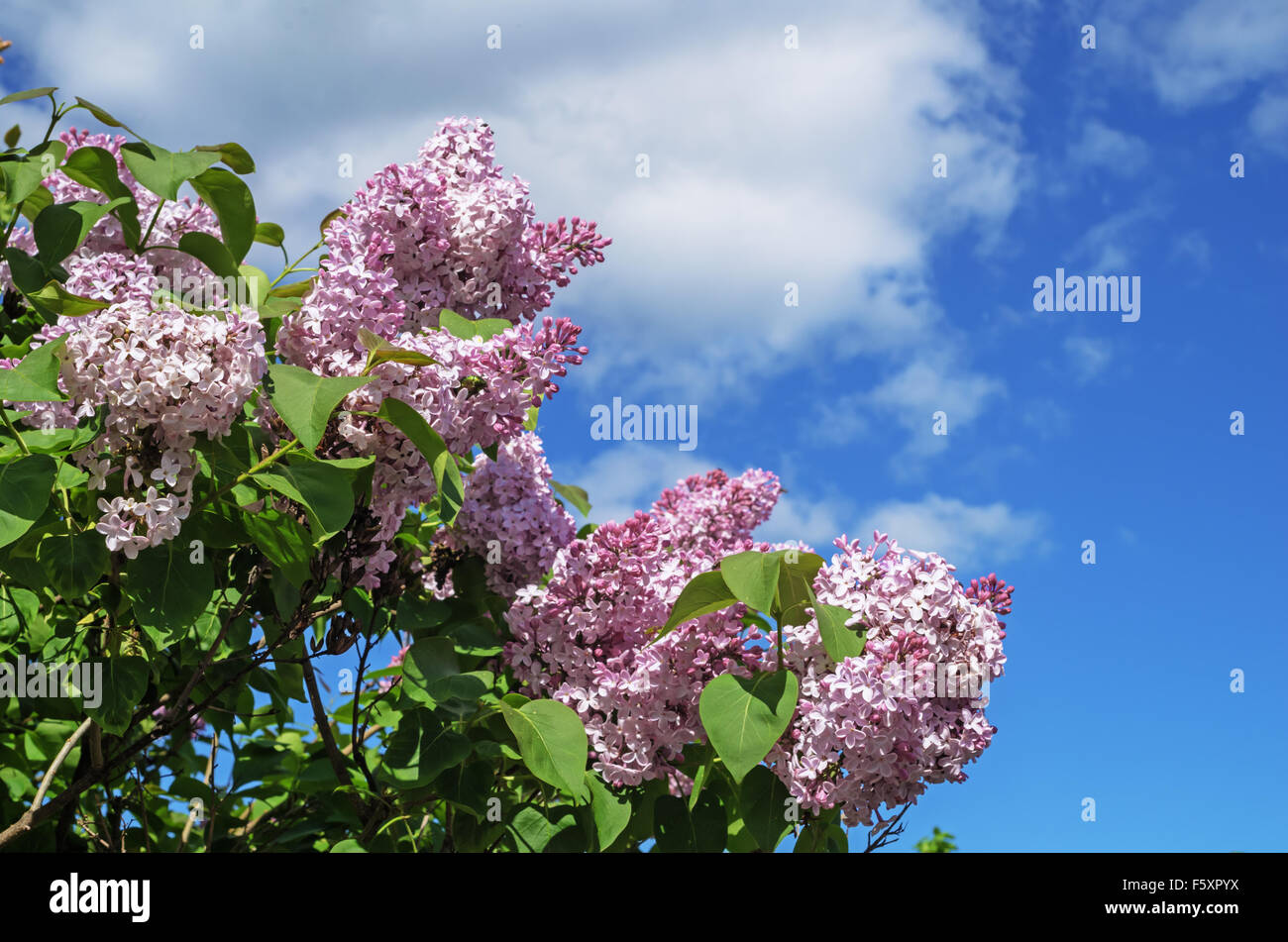 Spring - lilac flowers Stock Photo - Alamy