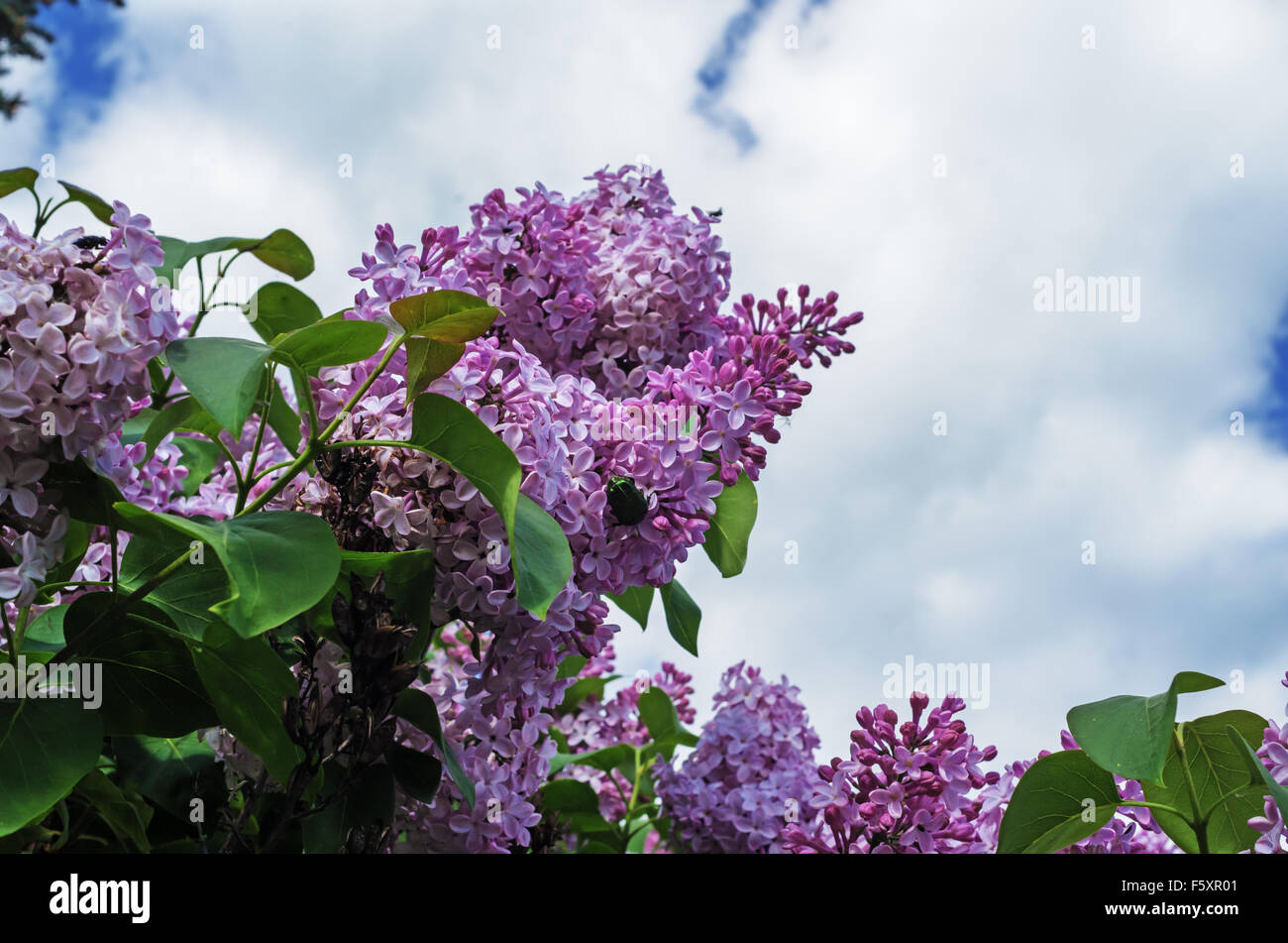 Lilac blue flowers fade as they hi-res stock photography and images - Alamy