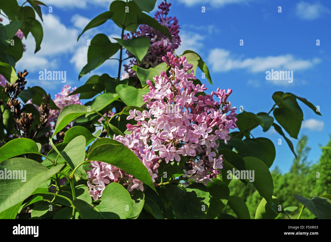 Lilac blue flowers fade as they hi-res stock photography and images - Alamy