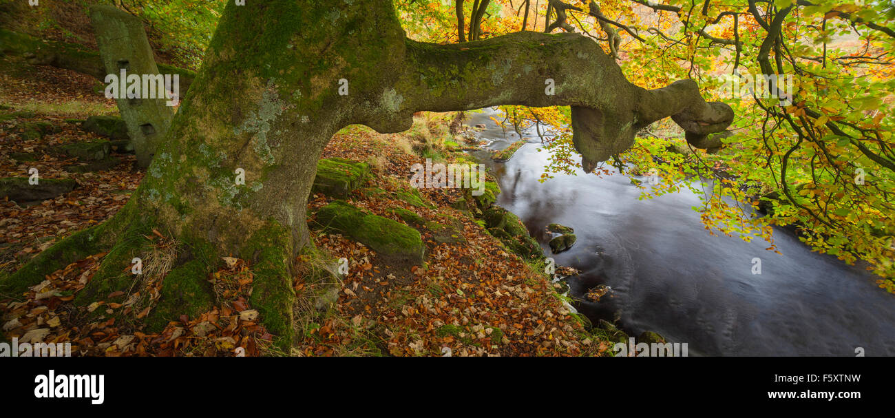 Autumn (October) at Blake Dean, Hardcastle Crags near Heptonstall ...
