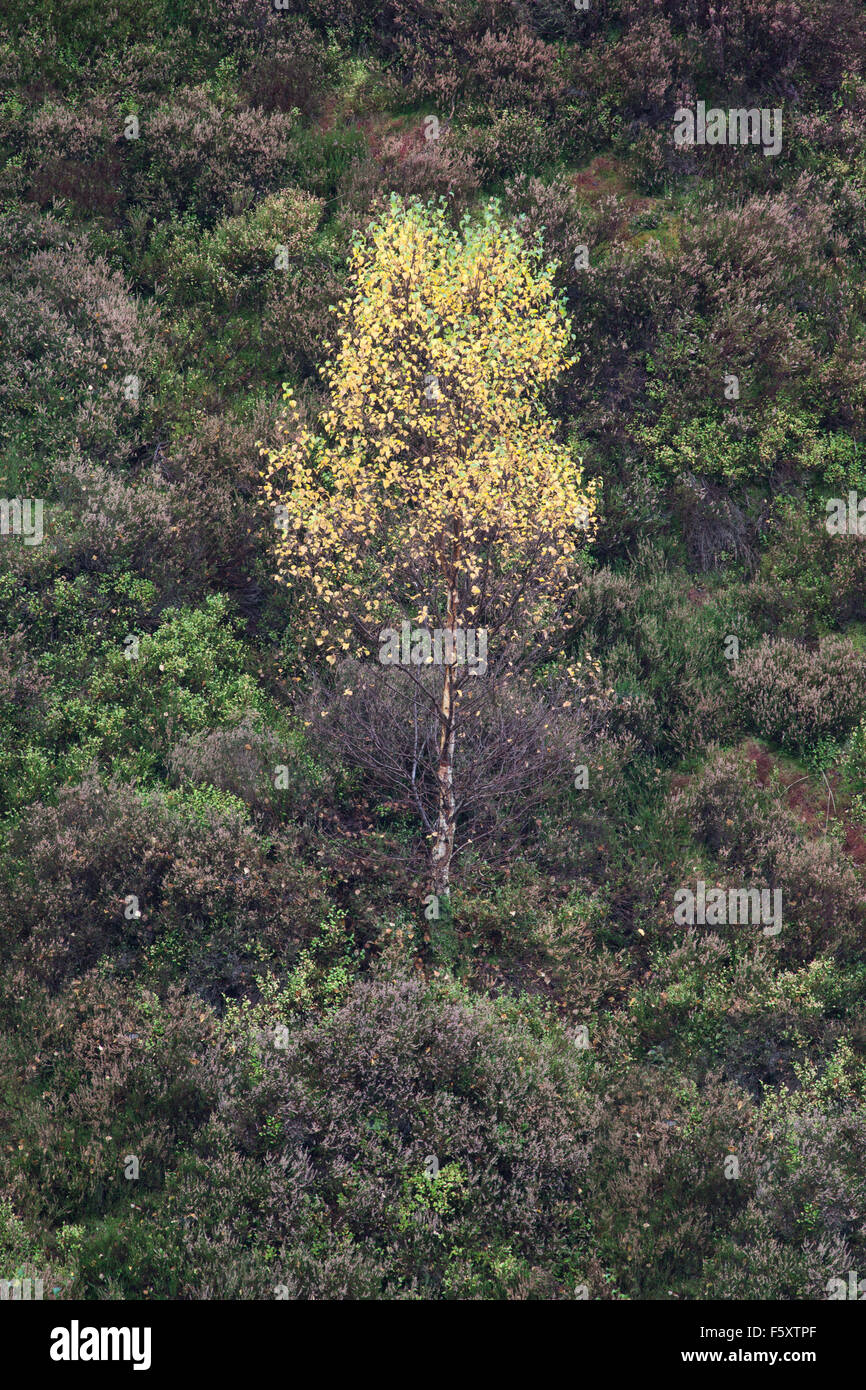Autumn (October) Small Silver Birch tree at Blake Dean, Hardcastle ...