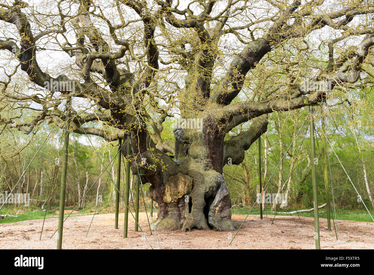 Robin Of Loxley High Resolution Stock Photography and Images - Alamy