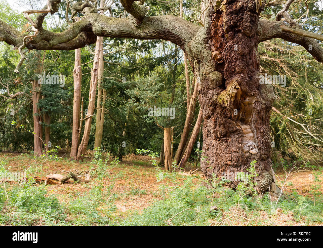 Nottingham Forest, Robin Hood Country, Oak, Great Oak, Nottingham ...