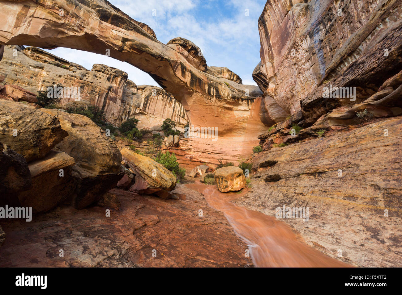 A flash flood waterfall pouring over a cliff next to Hickman Bridge ...