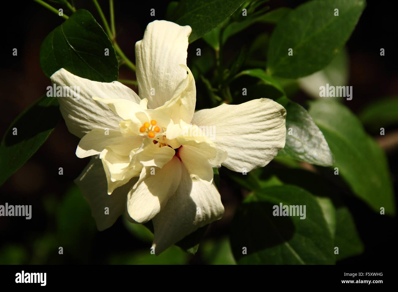 White Shoe Flower its final stage and beauty Stock Photo - Alamy