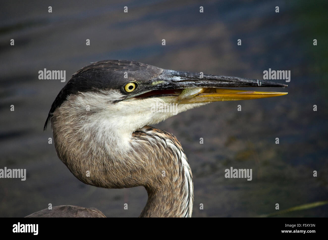 Great blue heron head shot hi-res stock photography and images - Alamy
