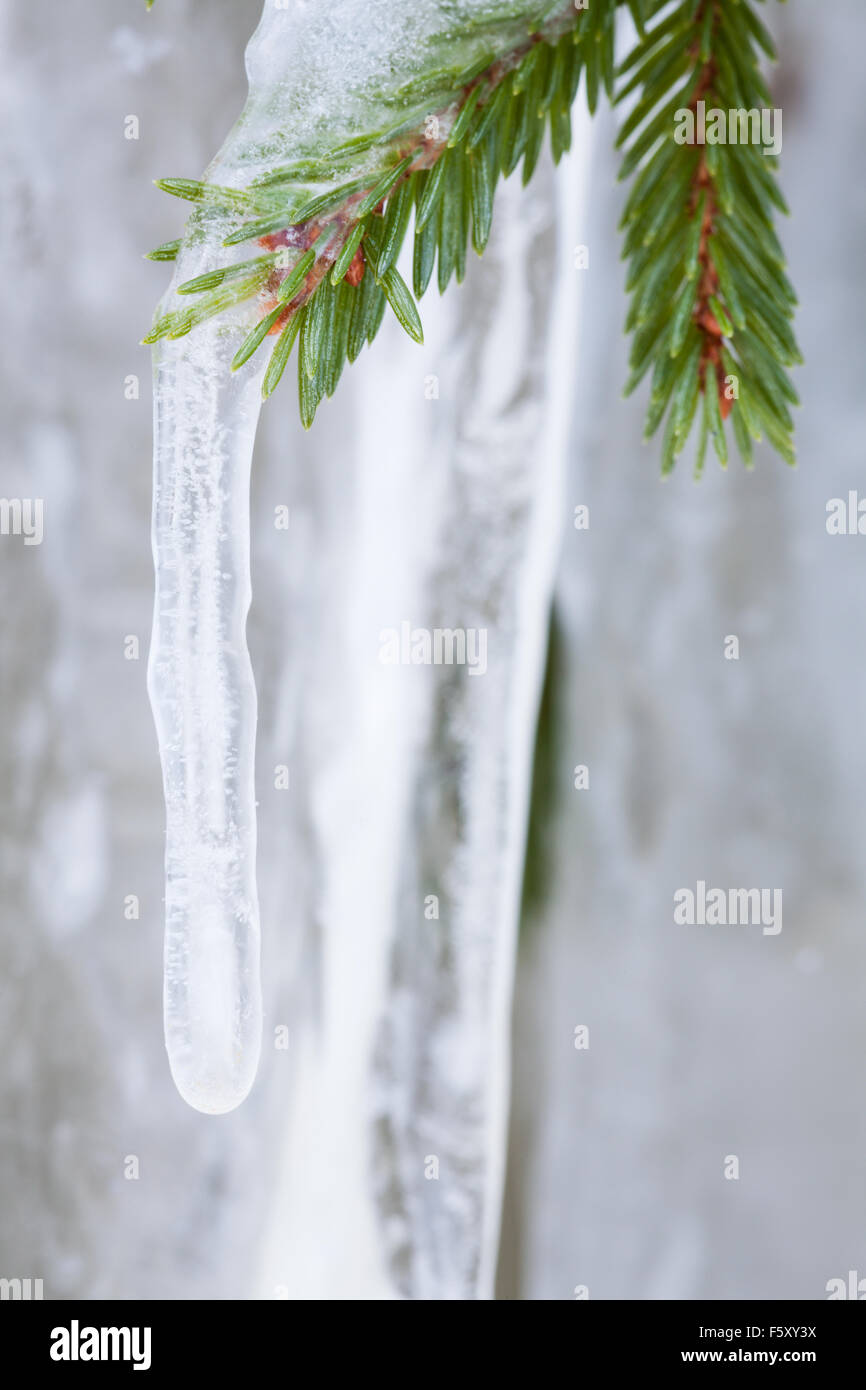 Hanging from twigs hi-res stock photography and images - Alamy