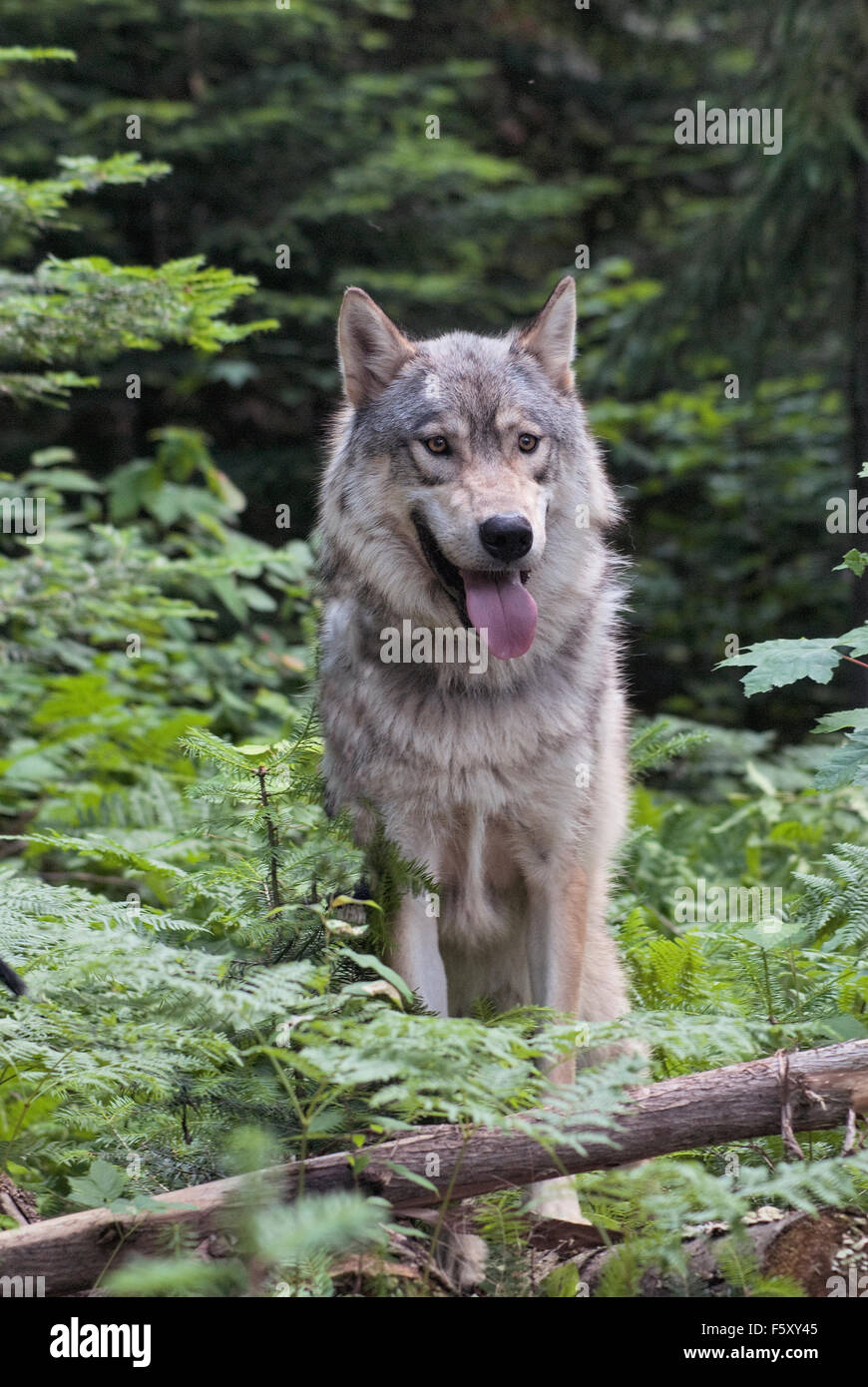 a wolf standing on a rock, in a natural forest Stock Photo - Alamy