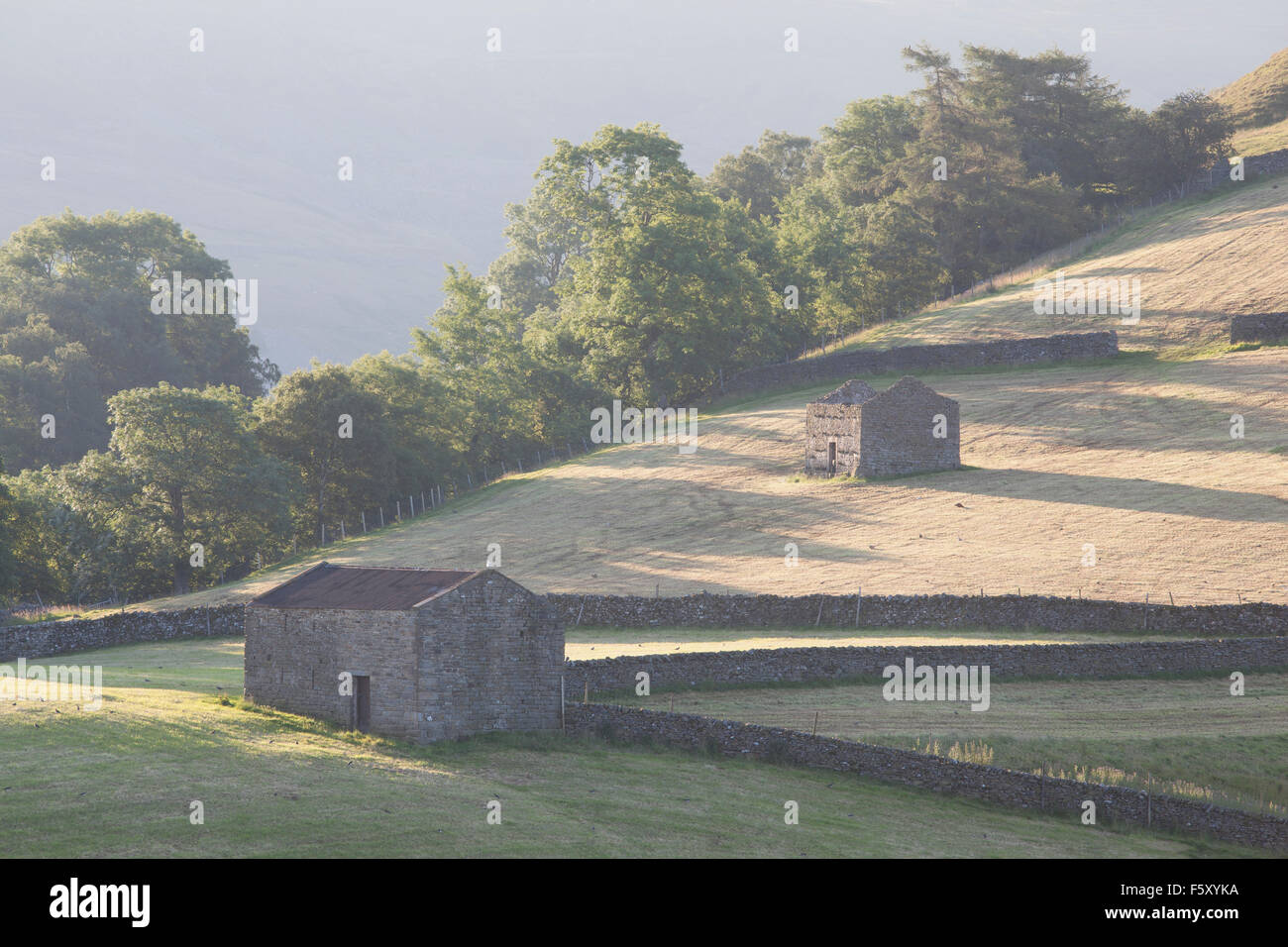 Fieldbarns on the hillside at Keld, Swaledale shot in early morning ...