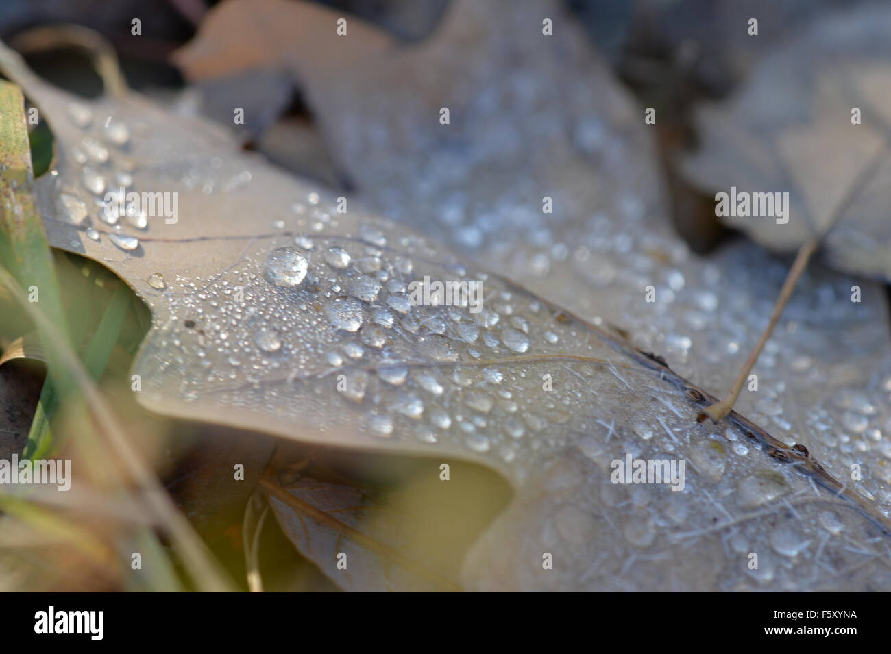 Frost drops hi-res stock photography and images - Alamy