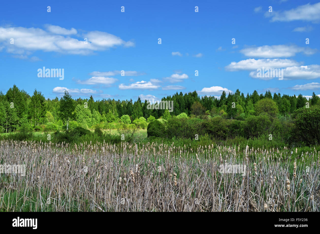Dry cane on a bog. Spring landscape Stock Photo - Alamy