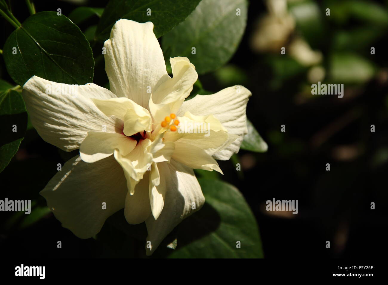 Shoe Flower Stock Photos & Shoe Flower Stock Images - Alamy