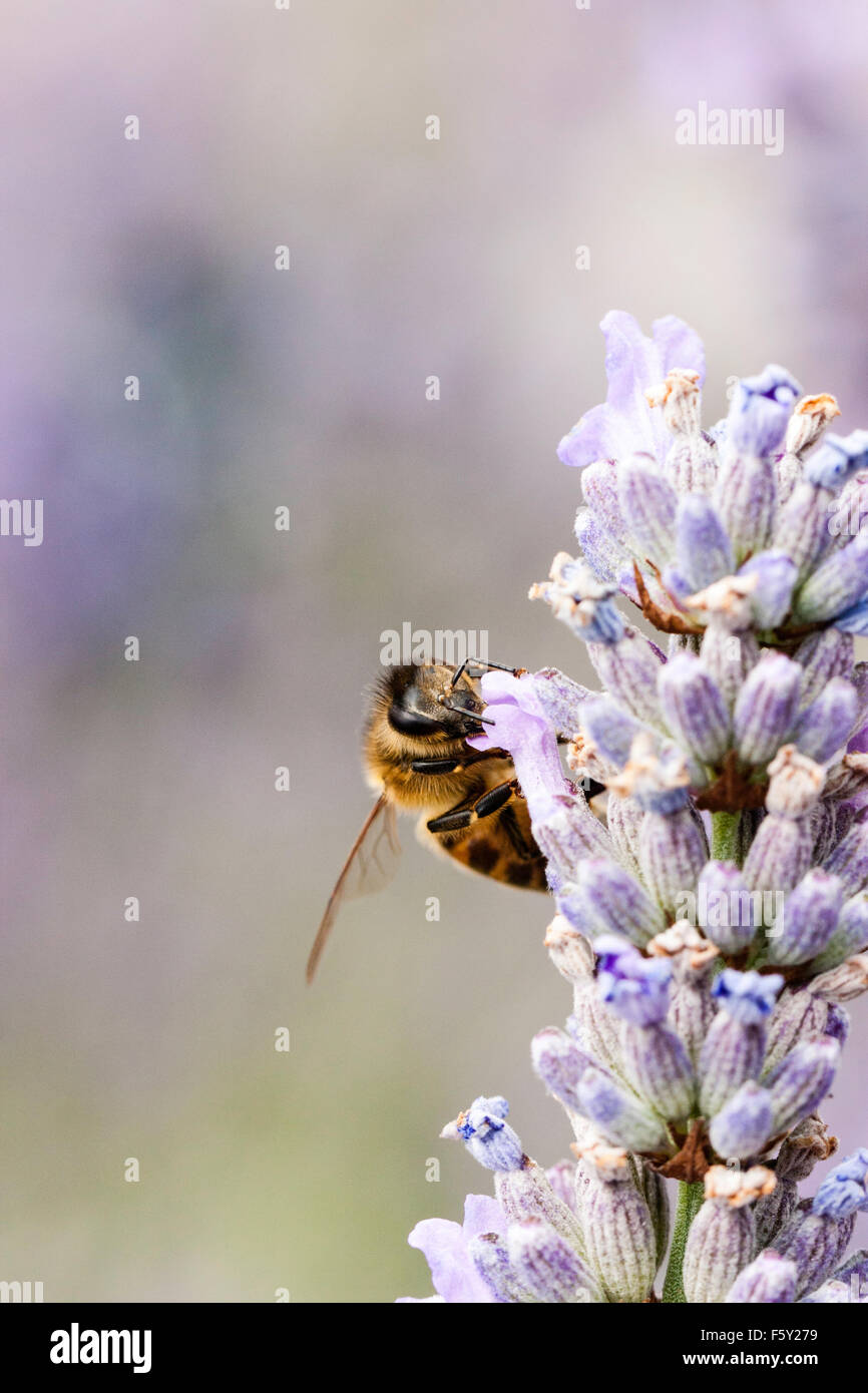 England. Macro shot of a worker bee collecting pollen and pollinating ...