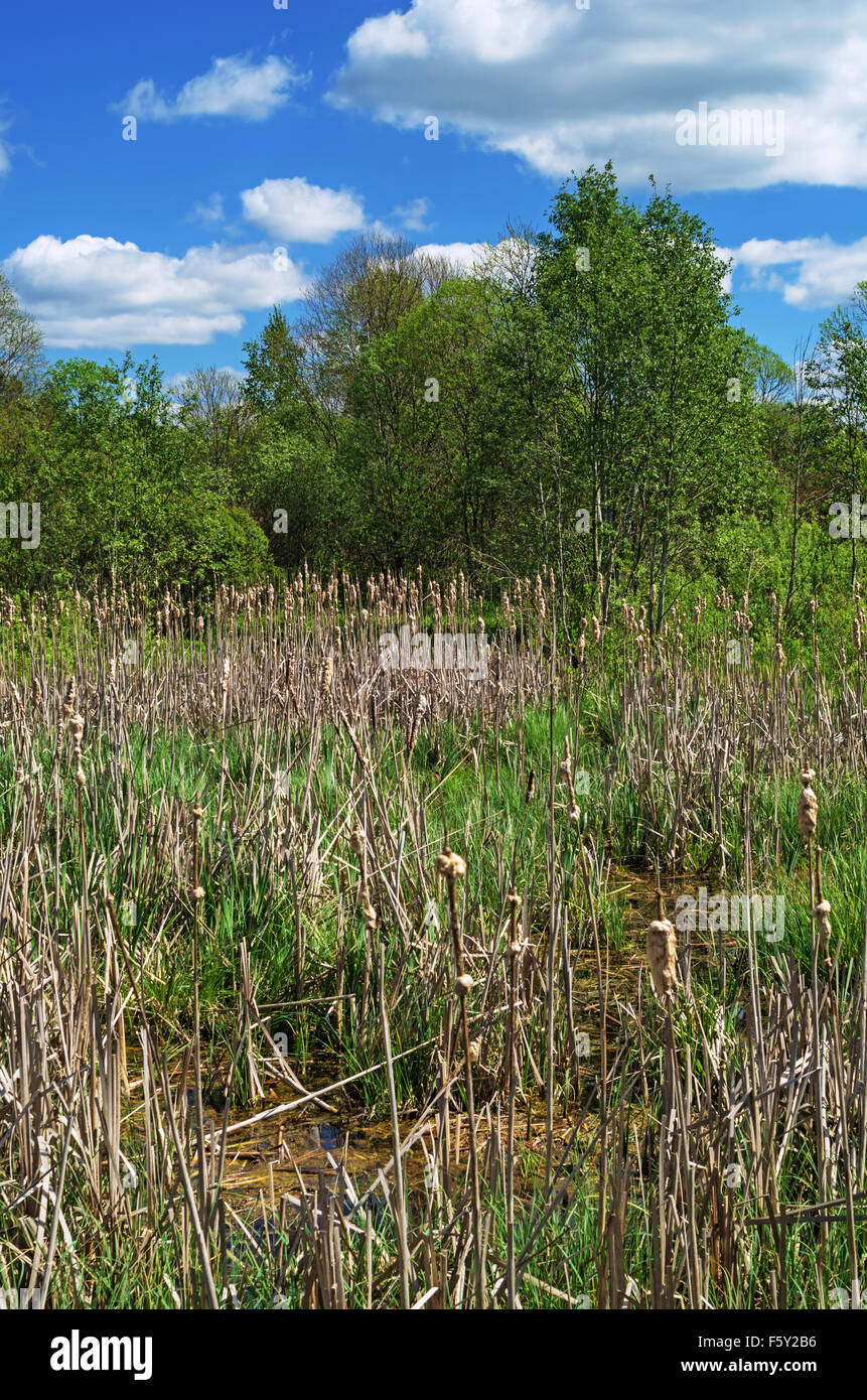 Dry cane on a bog. Spring landscape Stock Photo - Alamy