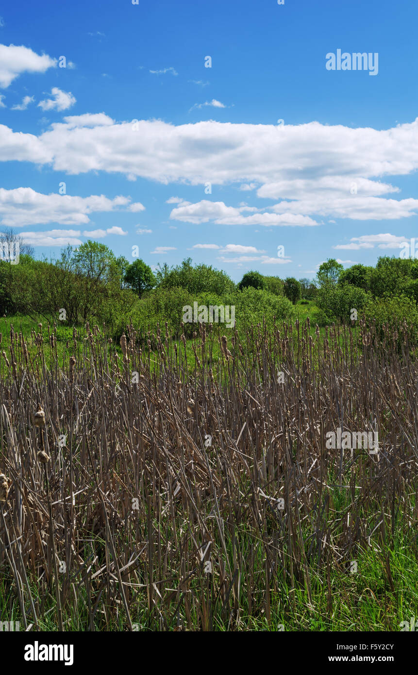Dry cane on a bog. Spring landscape Stock Photo - Alamy
