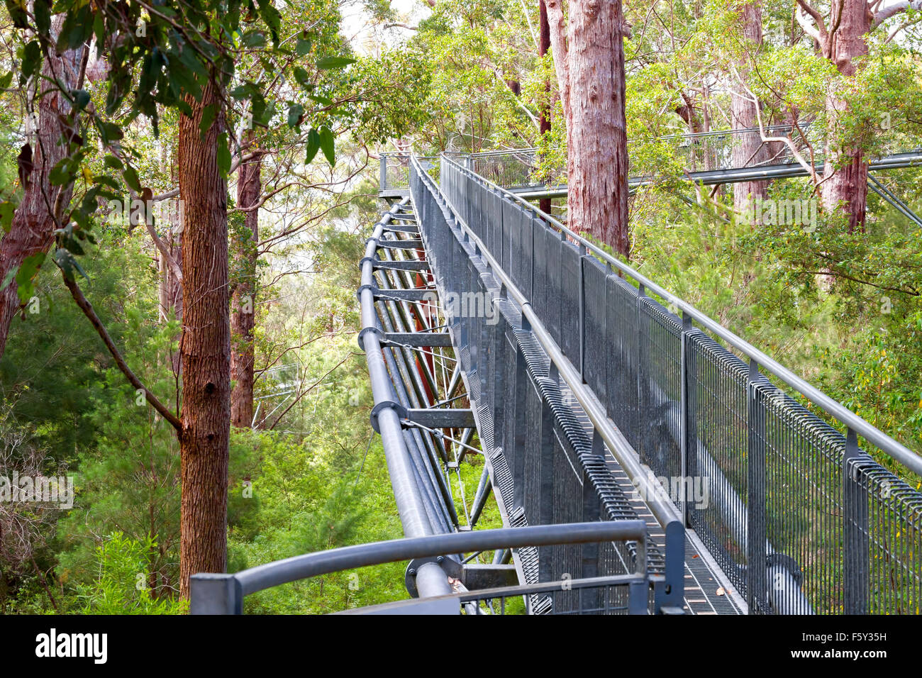 Tree Walk Walpole Karri Trees Australia Western Australia Bush Fire ...