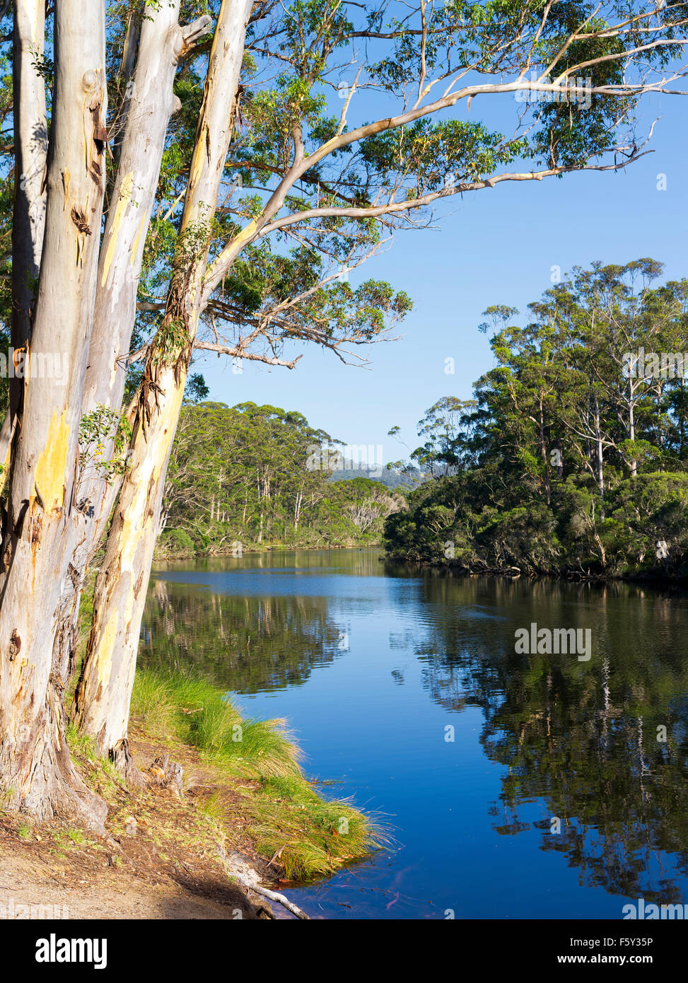 Blue gum trees hi-res stock photography and images - Alamy