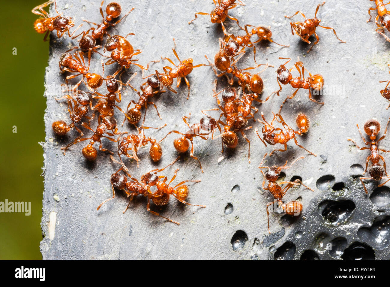 Red Ants Stock Photos & Red Ants Stock Images - Alamy