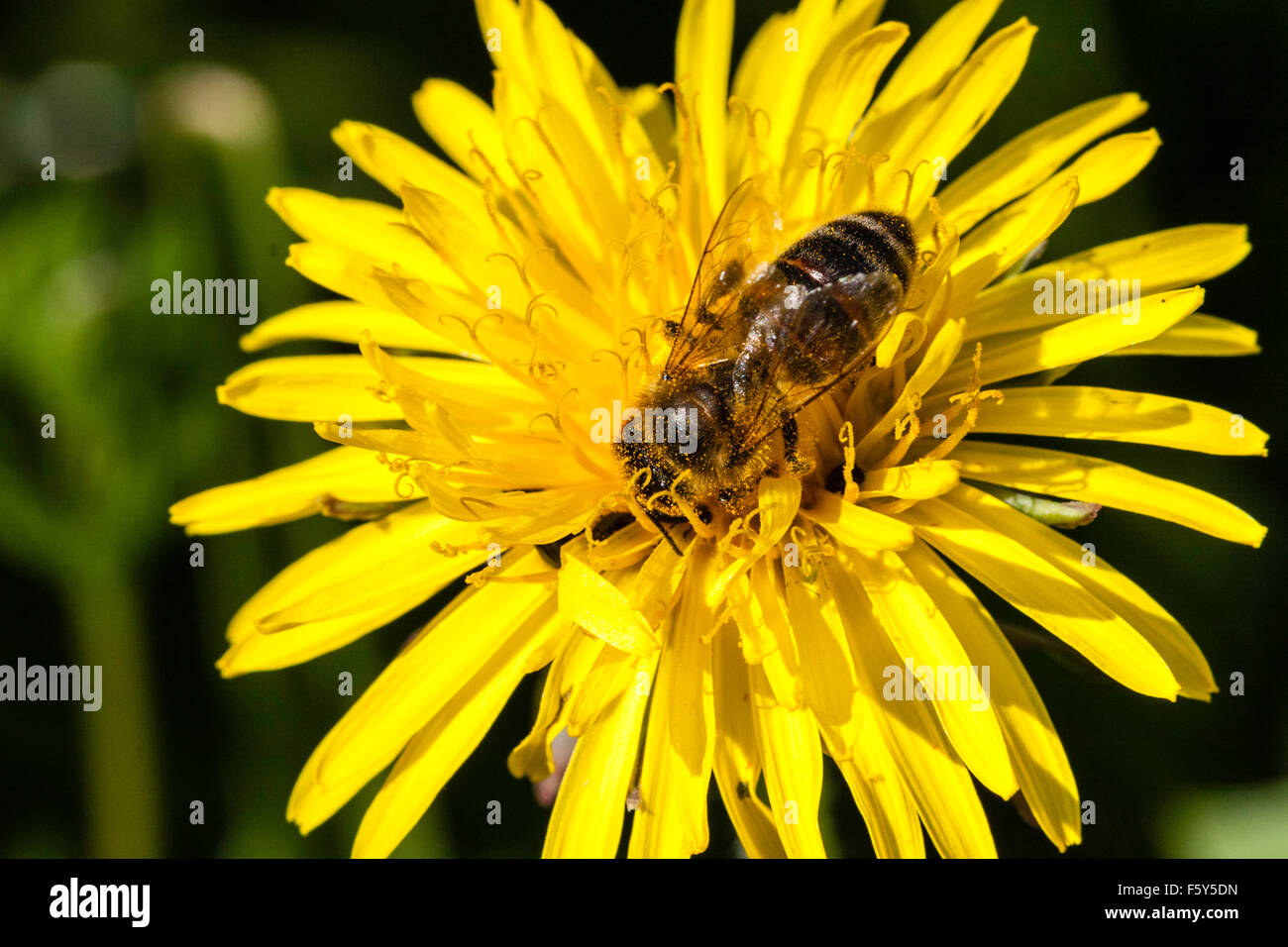 Dandelion bloom insect hi-res stock photography and images - Alamy