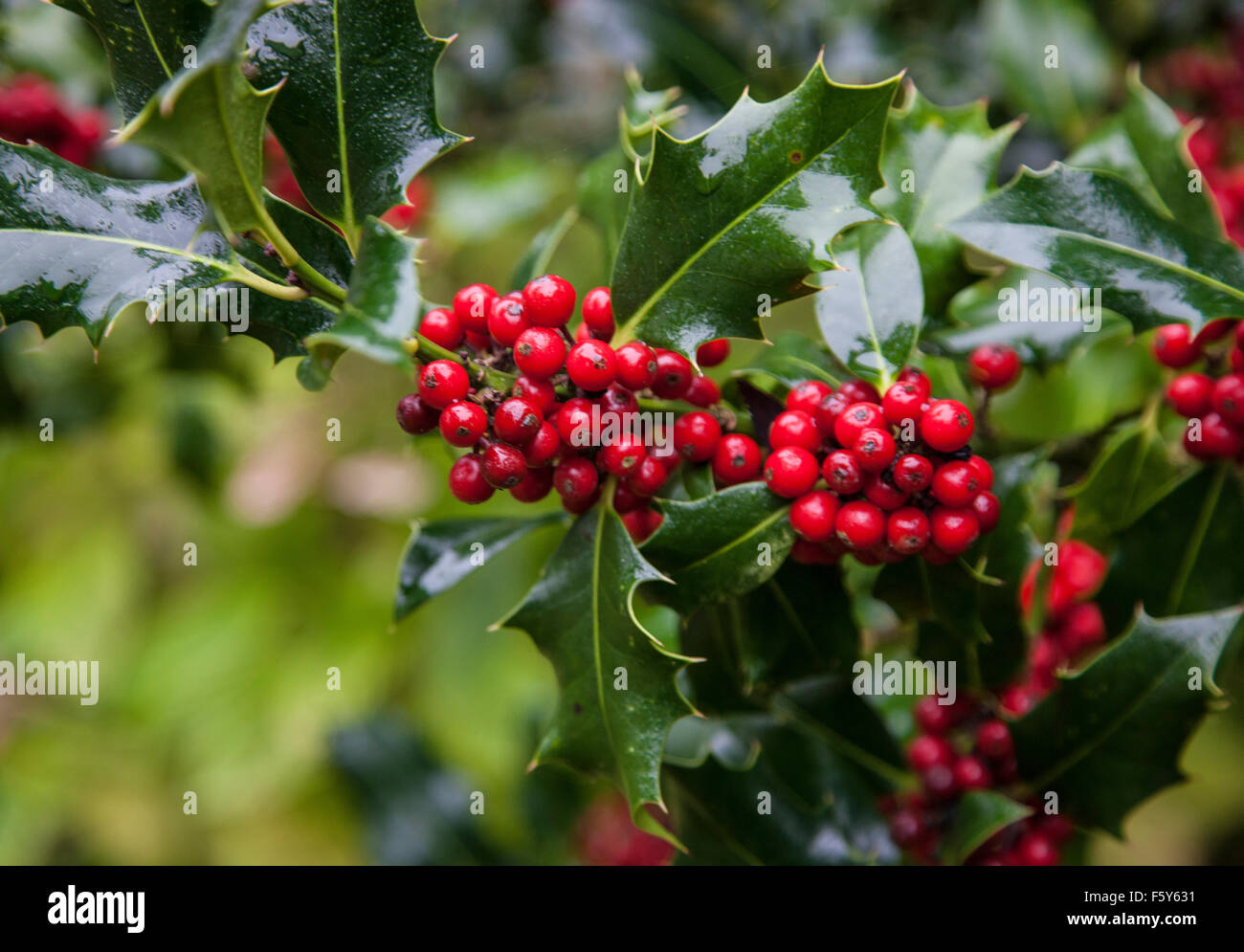Holly Bush