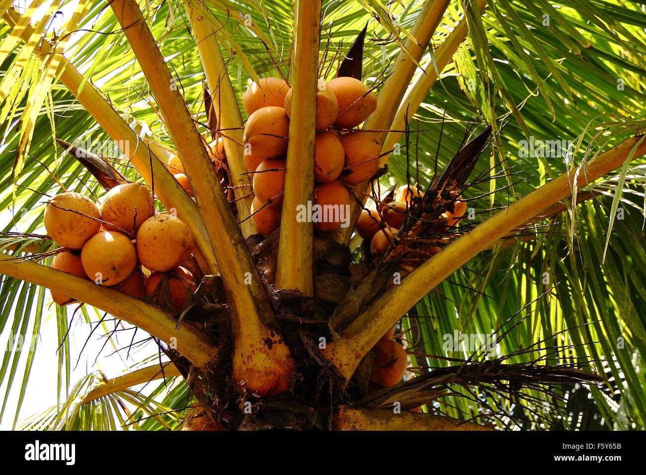 Tender coconut hi-res stock photography and images - Alamy