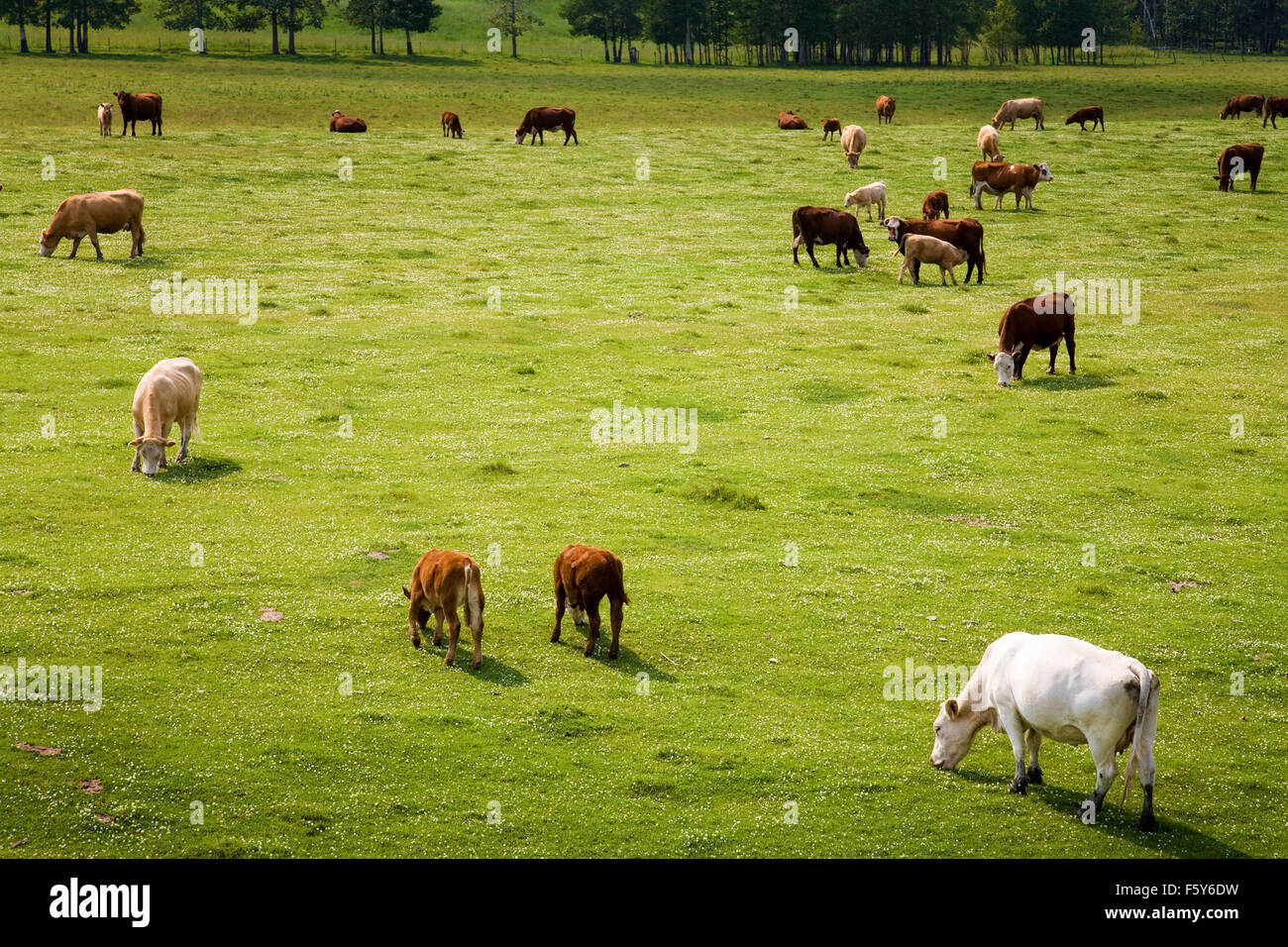 Cows in field Stock Photo - Alamy
