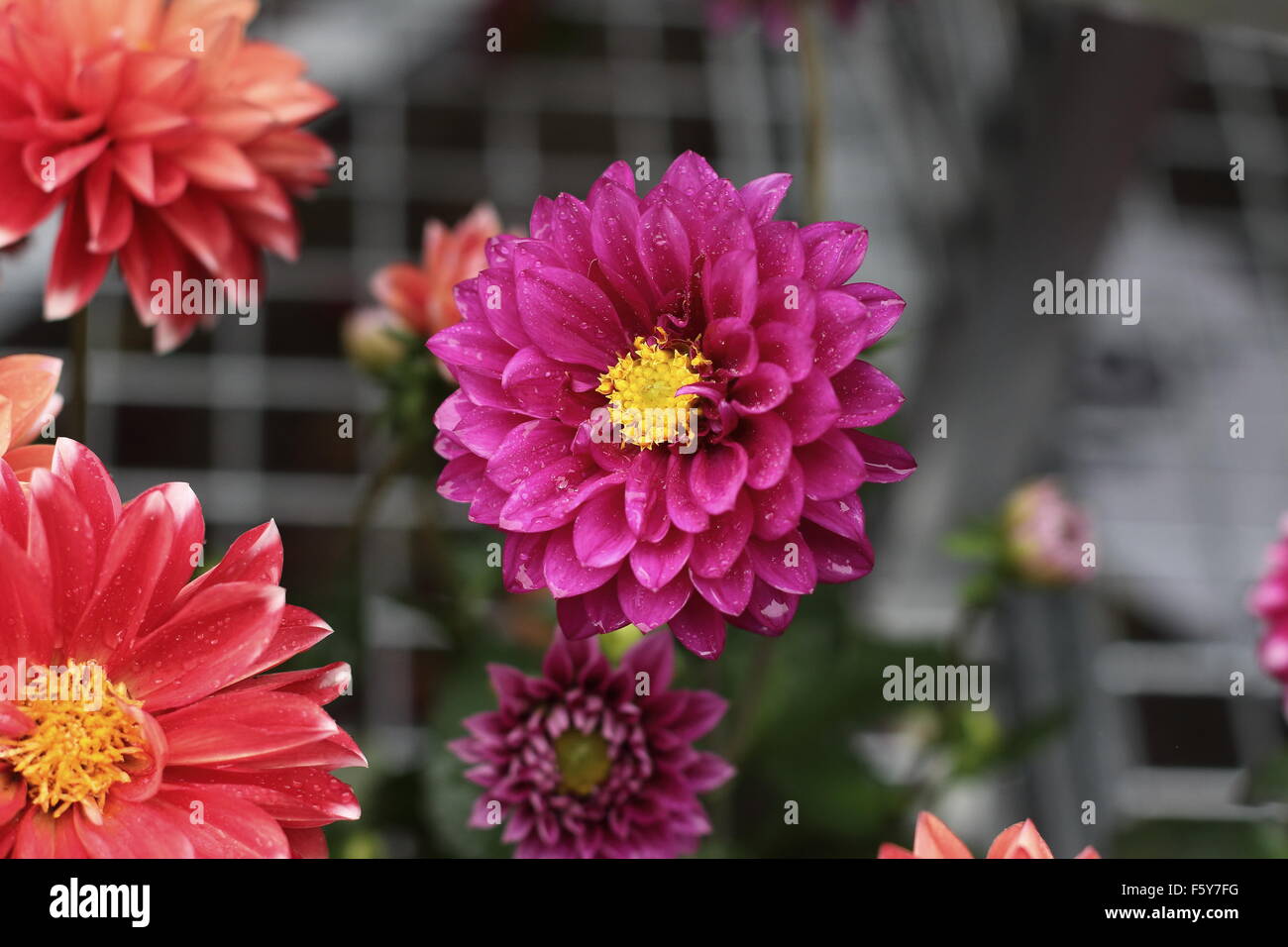 Burgundy dahlia hi-res stock photography and images - Alamy