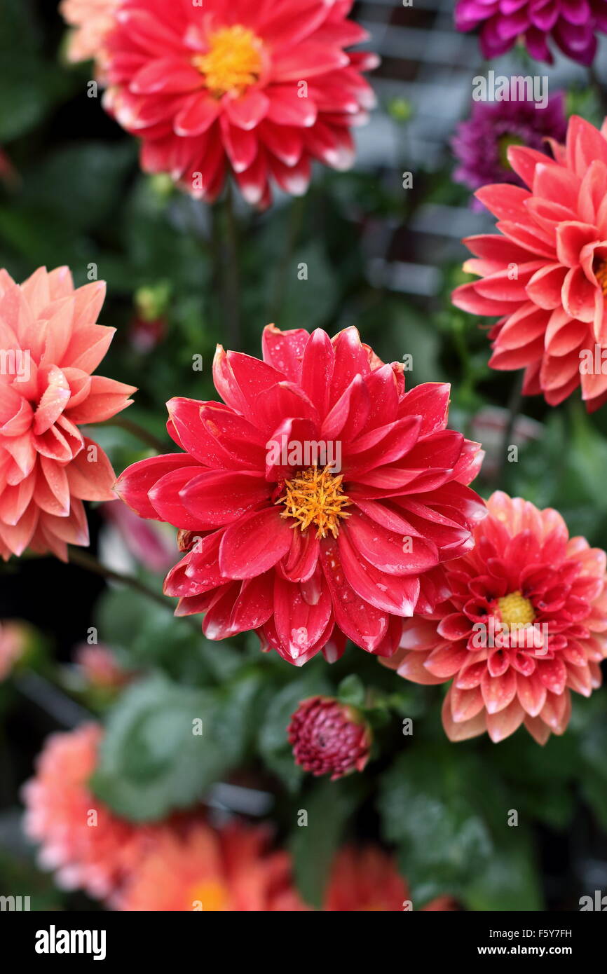 Dahlia pinnata or known as Dahlia Stock Photo - Alamy