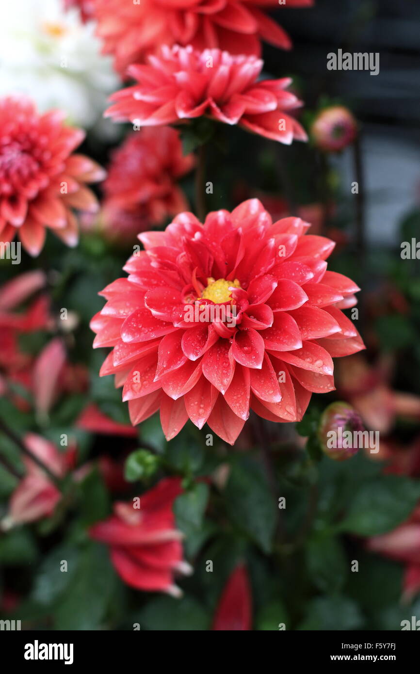 Dahlia pinnata or known as Dahlia Stock Photo - Alamy