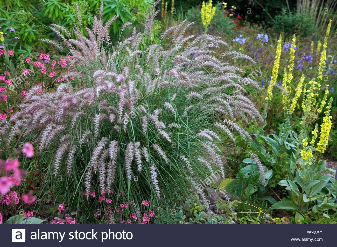 Pennisetum orientale 'Shogun' Stock Photo, Royalty Free Image: 89724416 ...