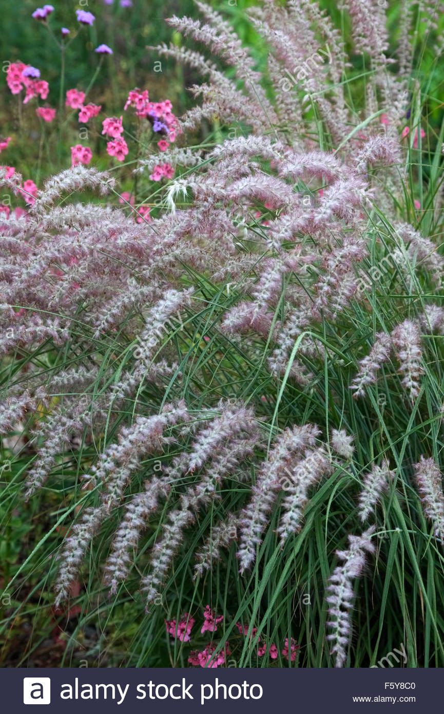 Pennisetum Orientale Stock Photos & Pennisetum Orientale Stock Images ...