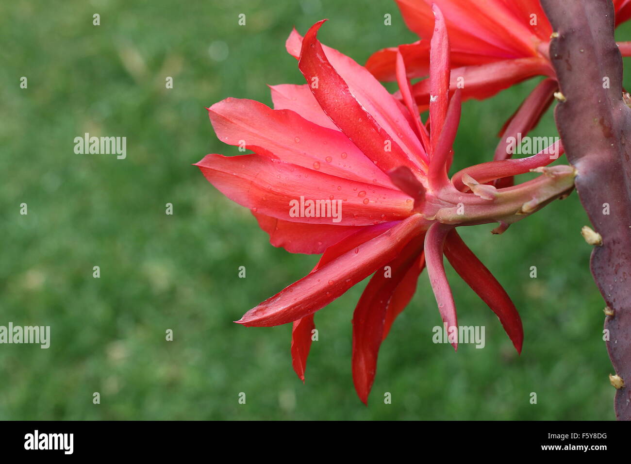 Back view of epiphyllum flowers hi-res stock photography and images - Alamy